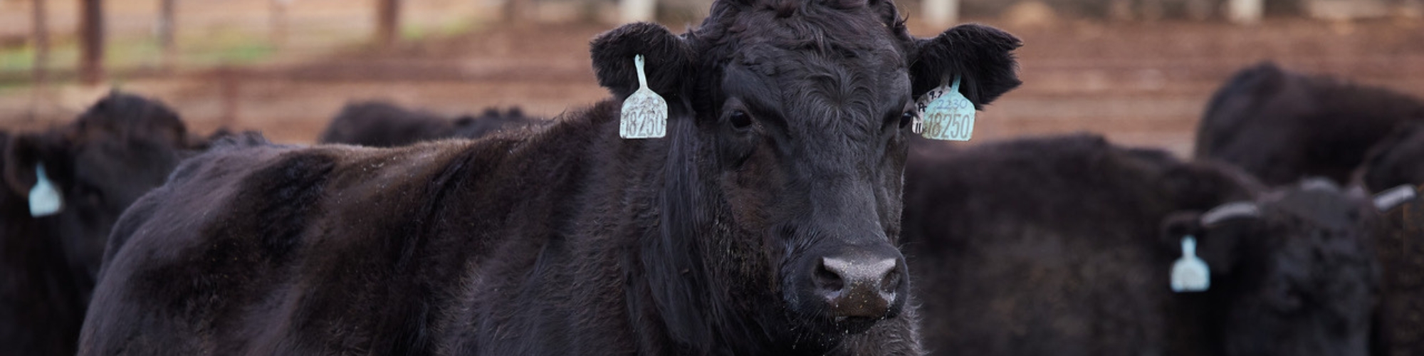 Ai For Cattle Monitoring Project Food Agility Crc